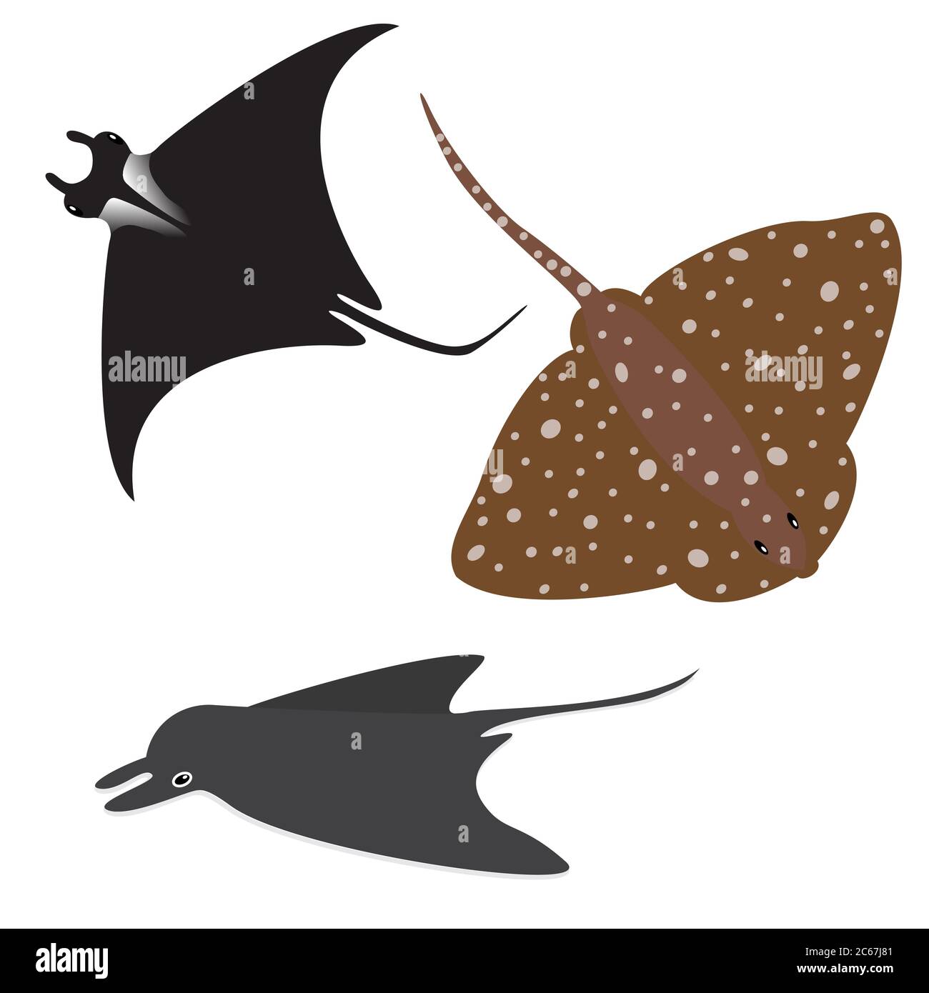 Black spotted torpedo electric ray Stock Vector Images - Alamy