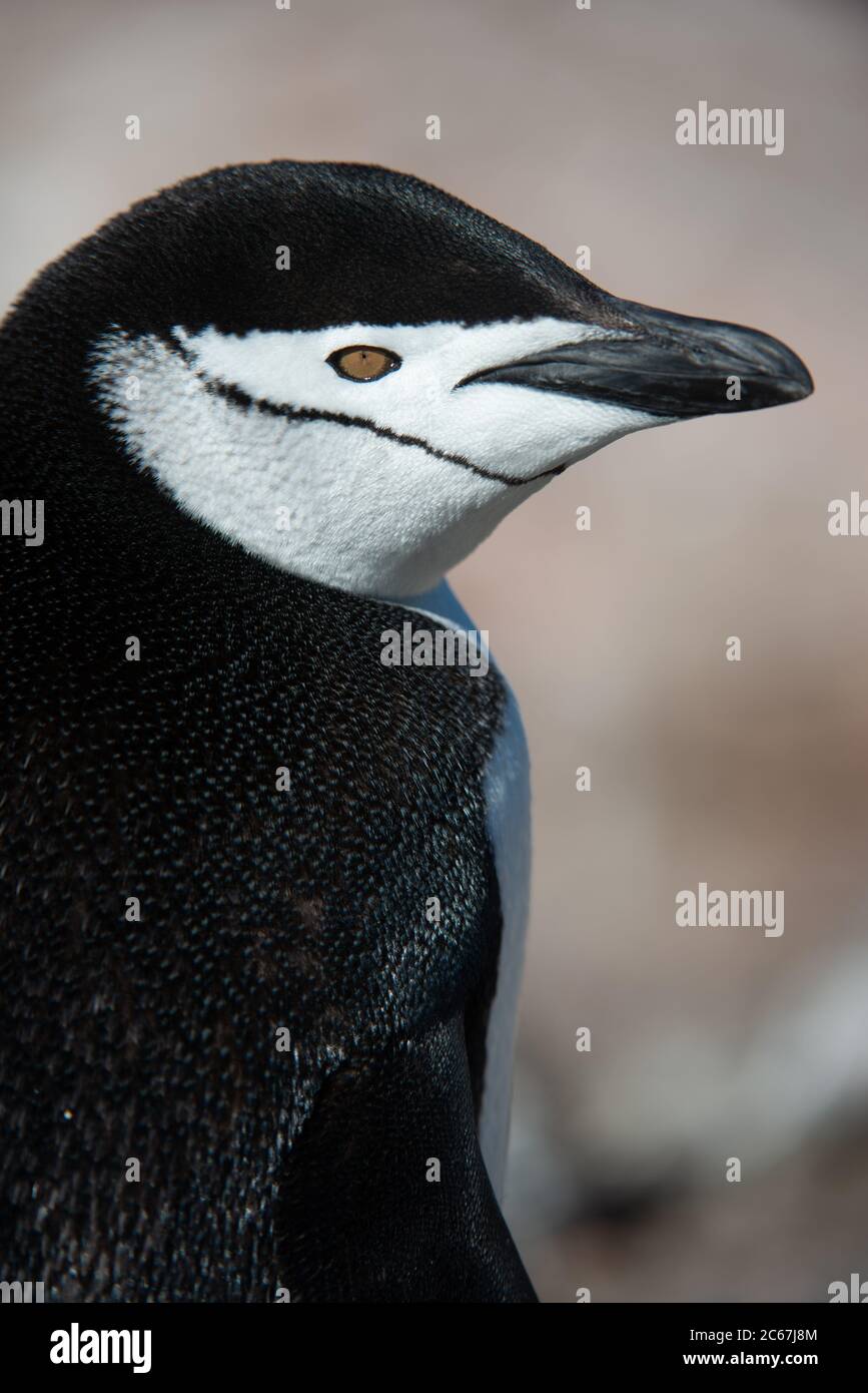 Chinstrap Penguin (Pygoscelis antarctica) on Signy Island, South ...
