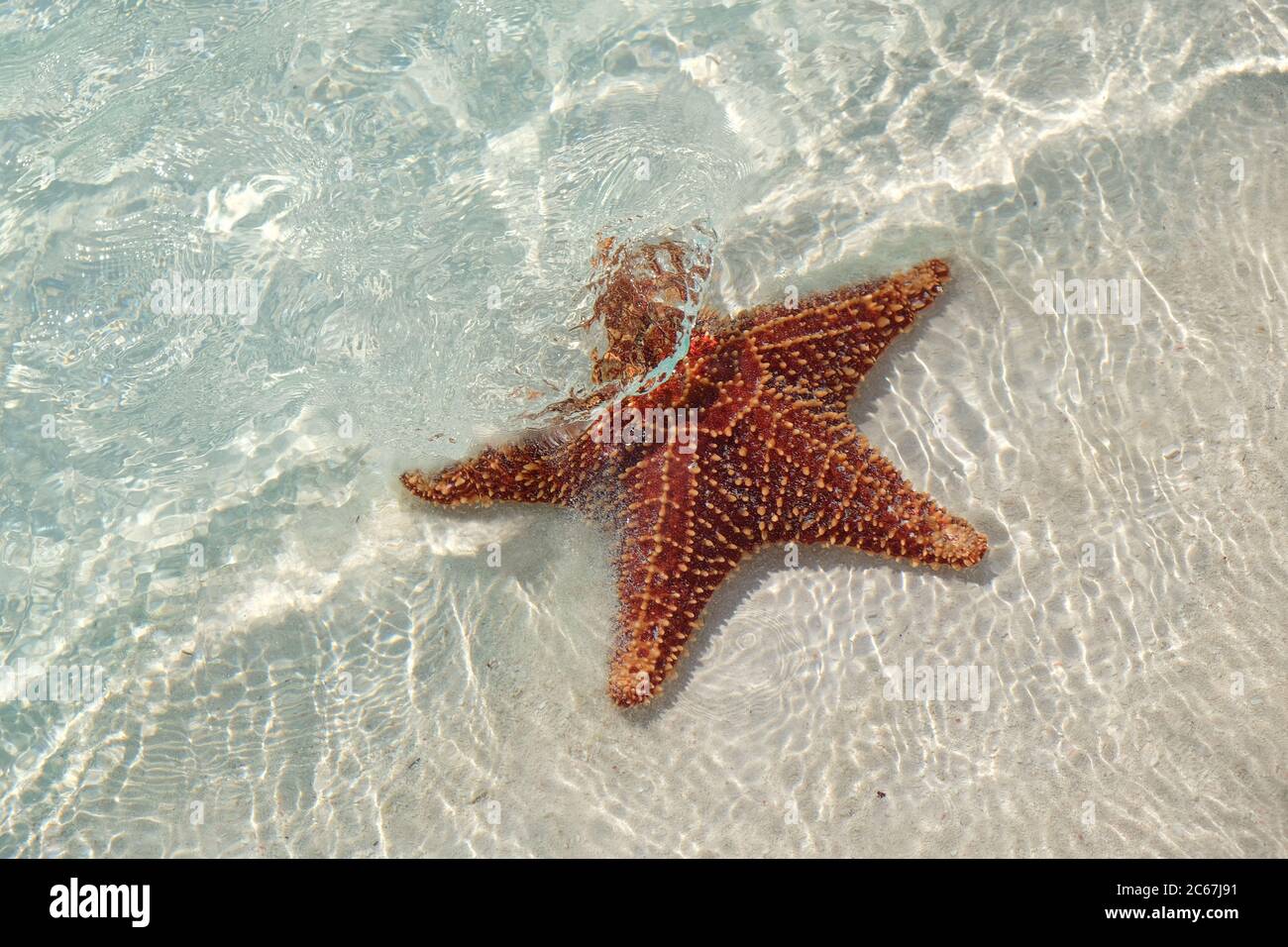 Underwater starfish caribbean sea hi-res stock photography and images ...