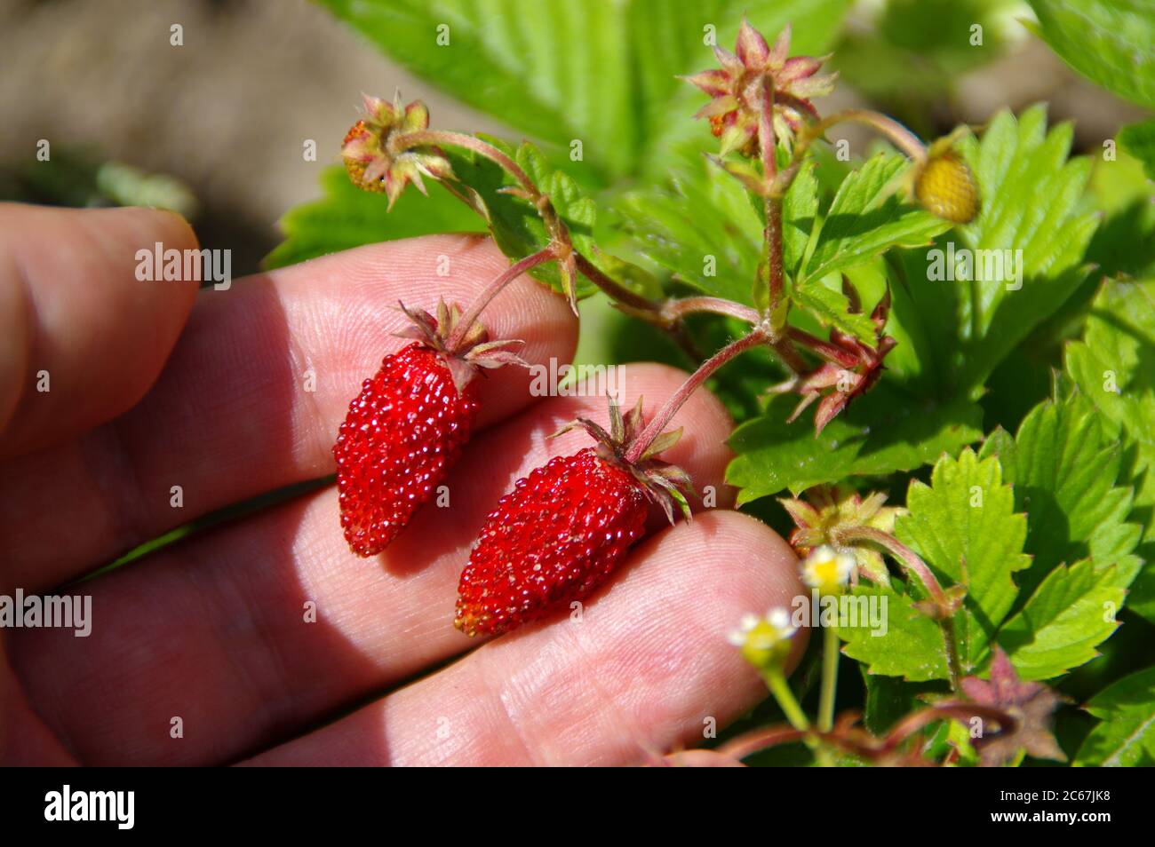 Picking wild strawberries from the bush. Organic food. Fresh fruits in ...