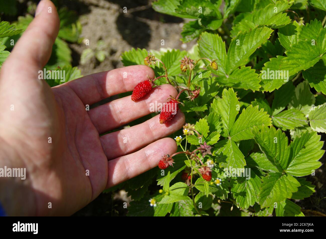Hand picking strawberry hi-res stock photography and images - Alamy