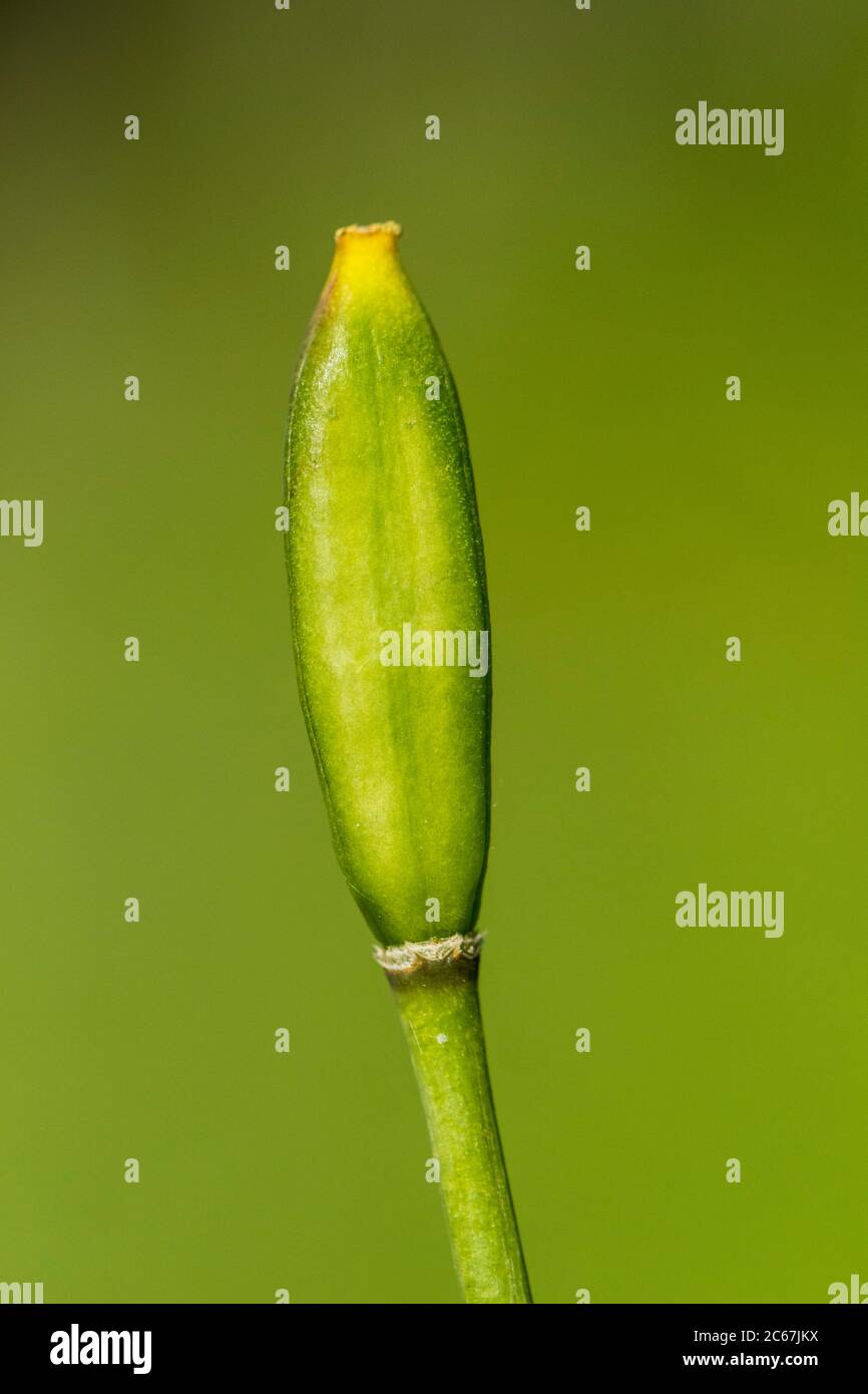 Wild Tulip seed box Stock Photo - Alamy