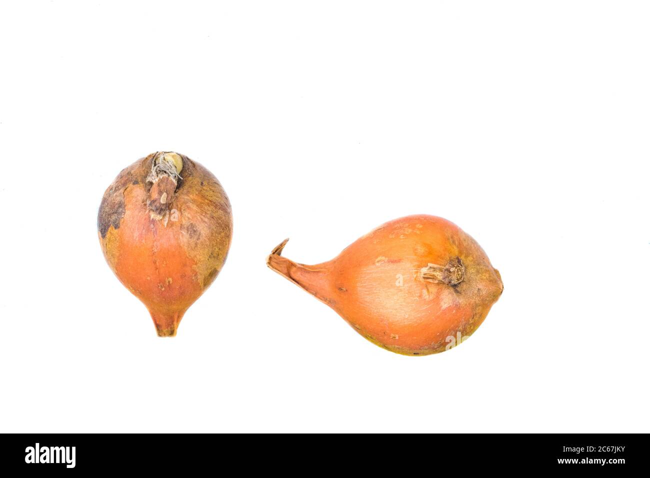 Tulip forest Cut Out Stock Images & Pictures - Alamy