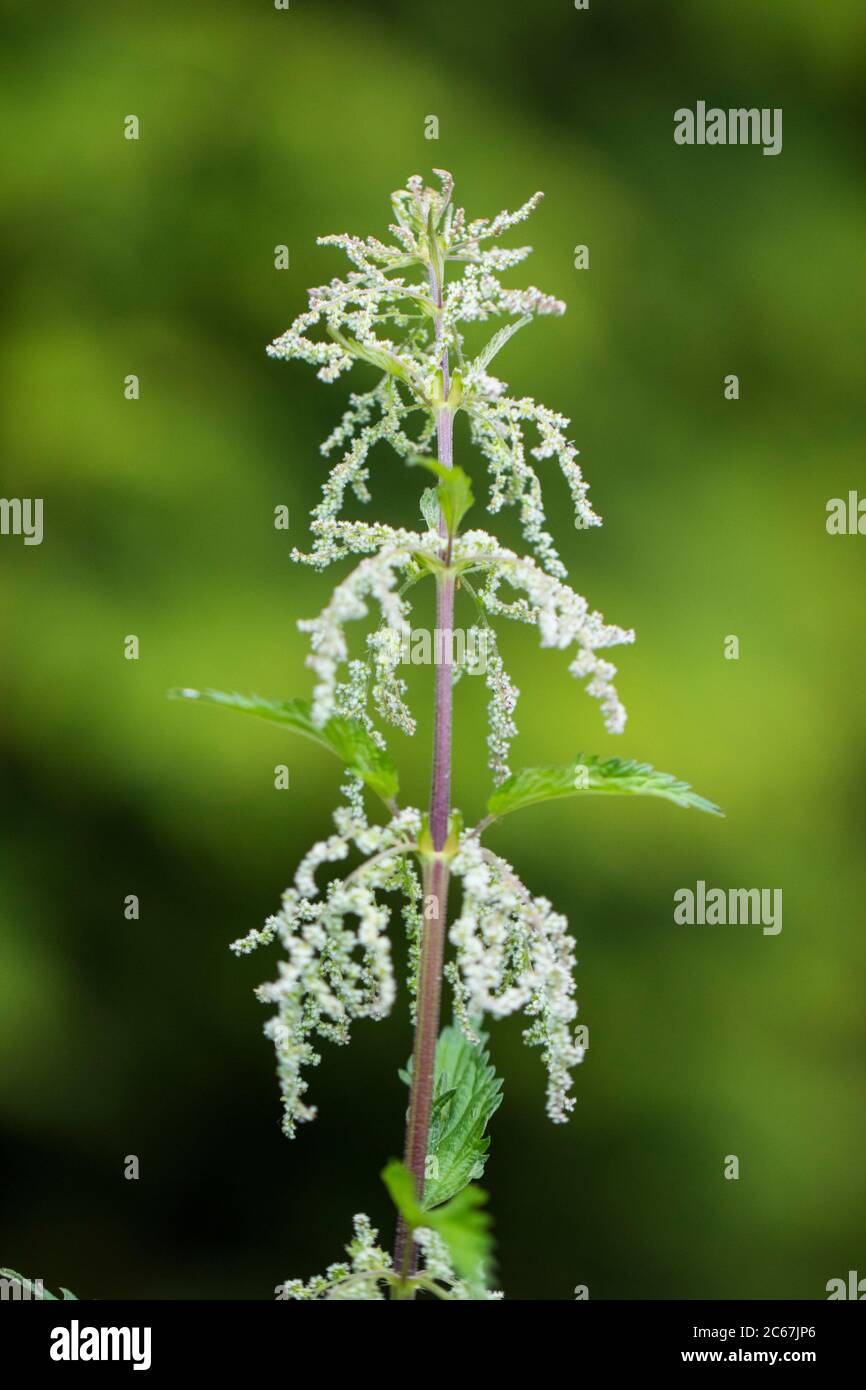 Common Nettl blossom Stock Photo - Alamy