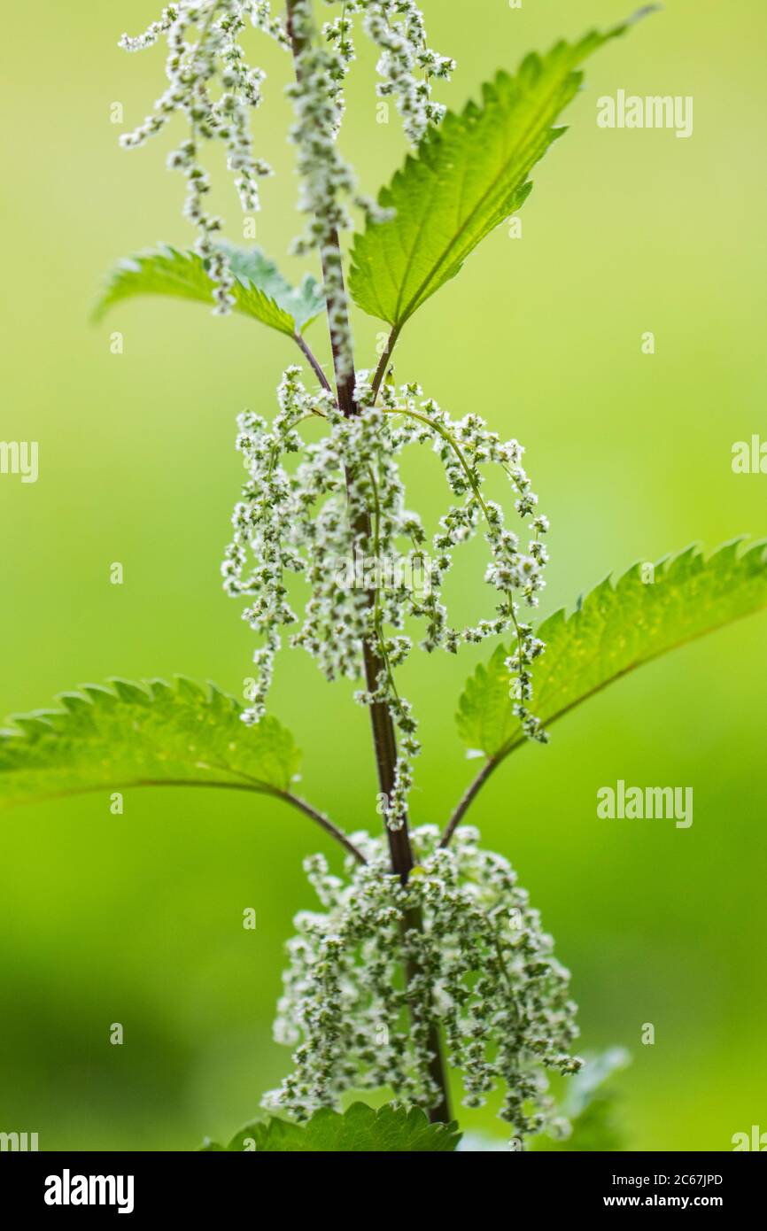 Common Nettl blossom Stock Photo - Alamy