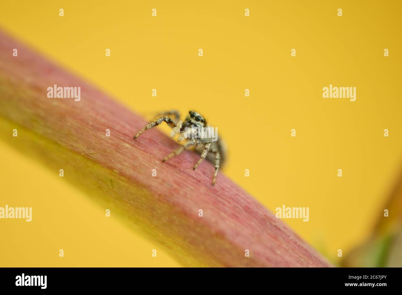 Feeling small in a big world. Zebra spider close up. Salticus scenicus ...