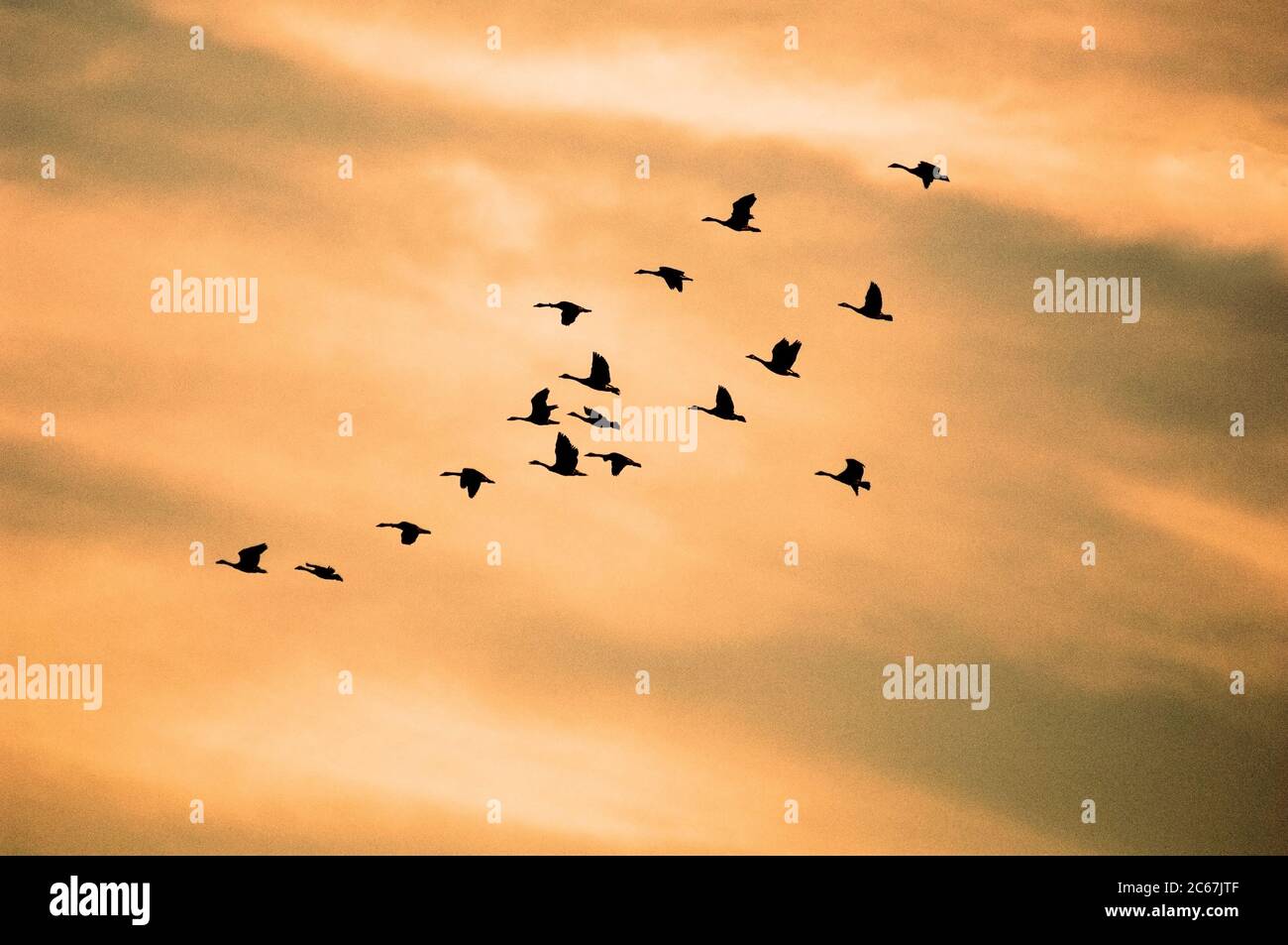 A flock of geese take flight as dusk falls in Iowa, United States Stock ...