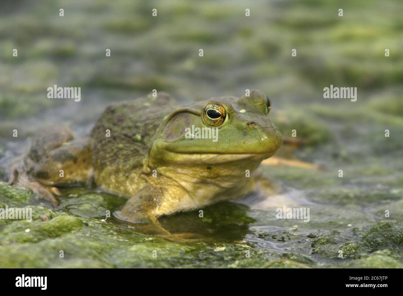 North american green frog hi-res stock photography and images - Alamy