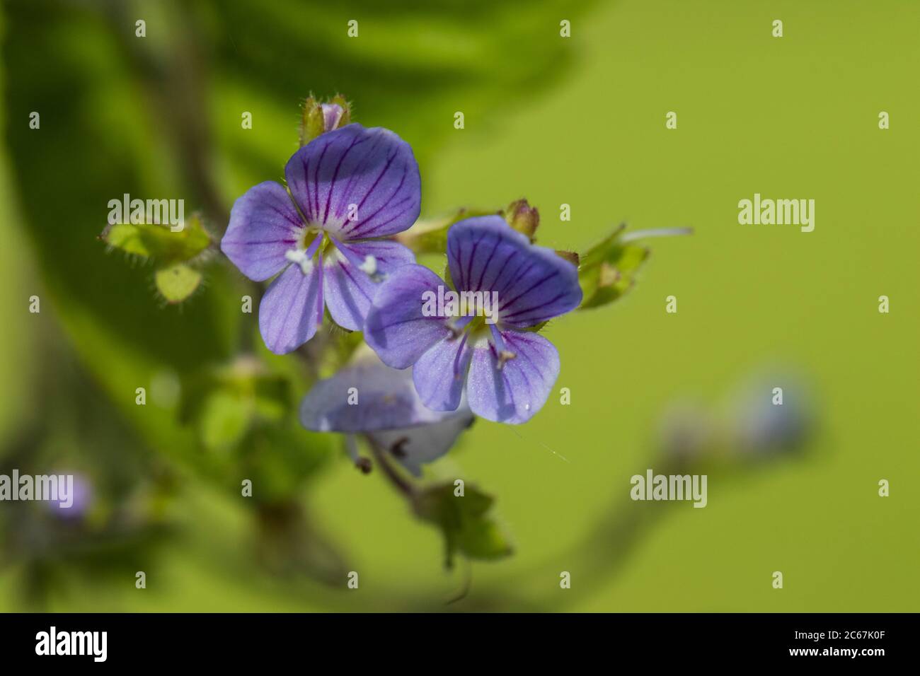Wood Speedwell, flowers Stock Photo - Alamy