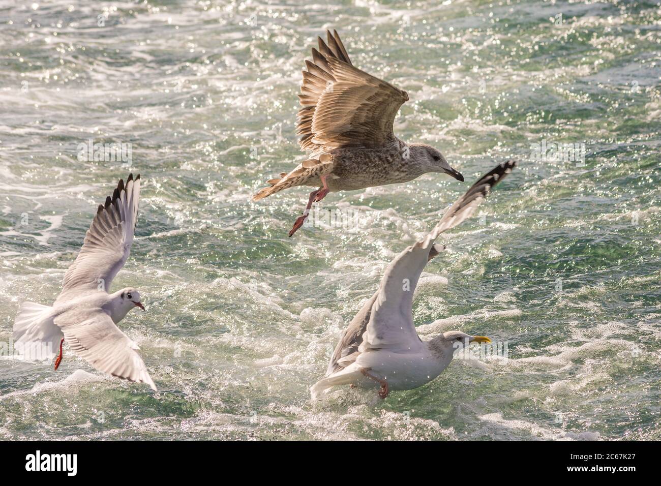 Seagulls hunting fish in swirling water of Hamana Lake in Shizuoka ...