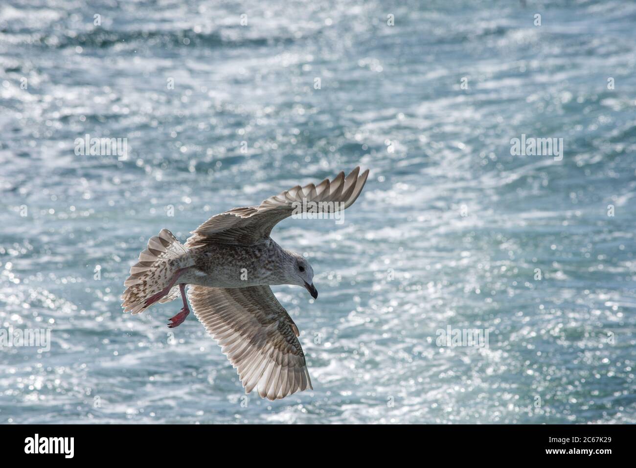 Seagulls hunting fish in swirling water of Hamana Lake in Shizuoka ...