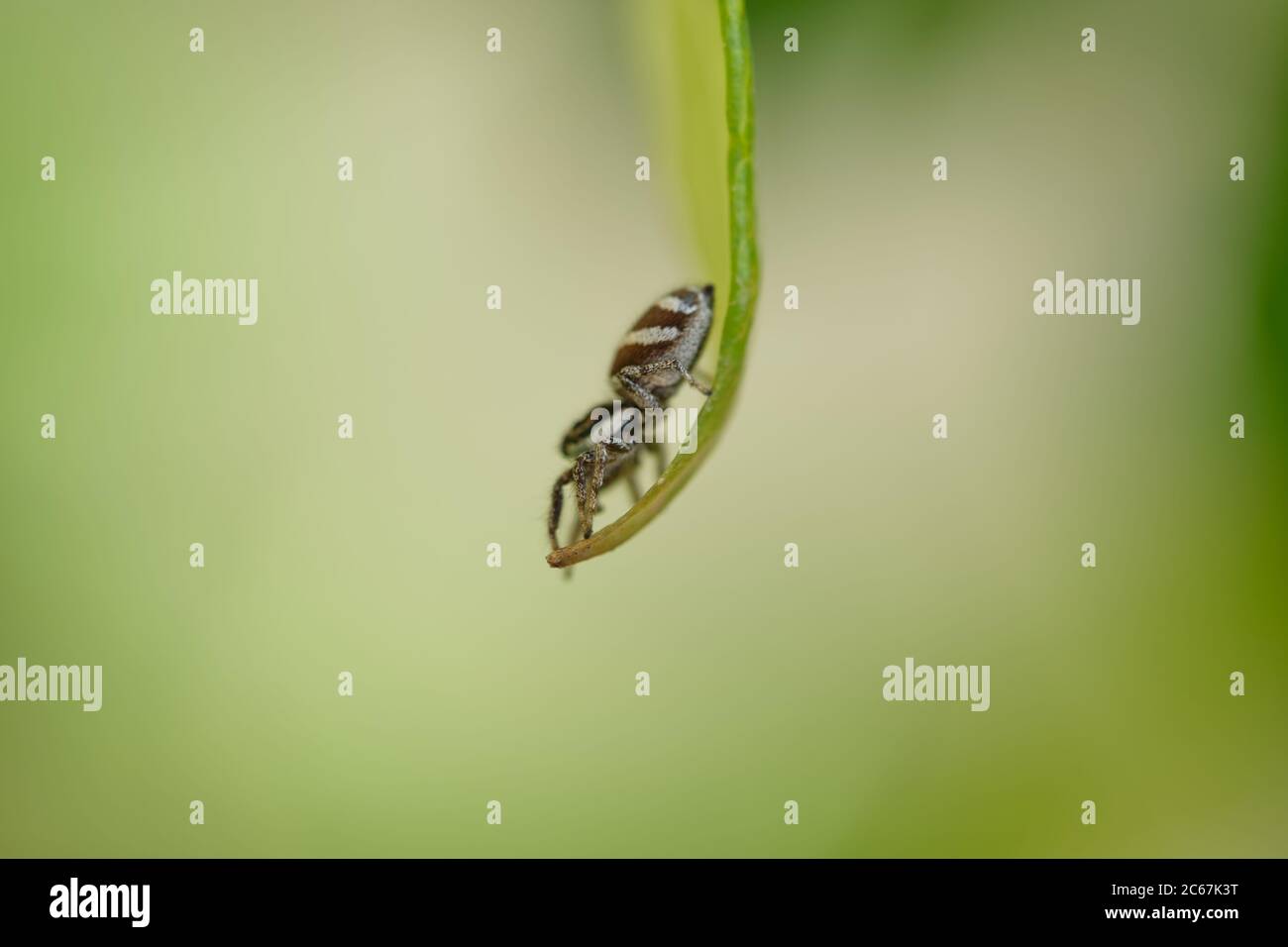 Feeling small in a big world. Zebra spider close up. Salticus scenicus ...