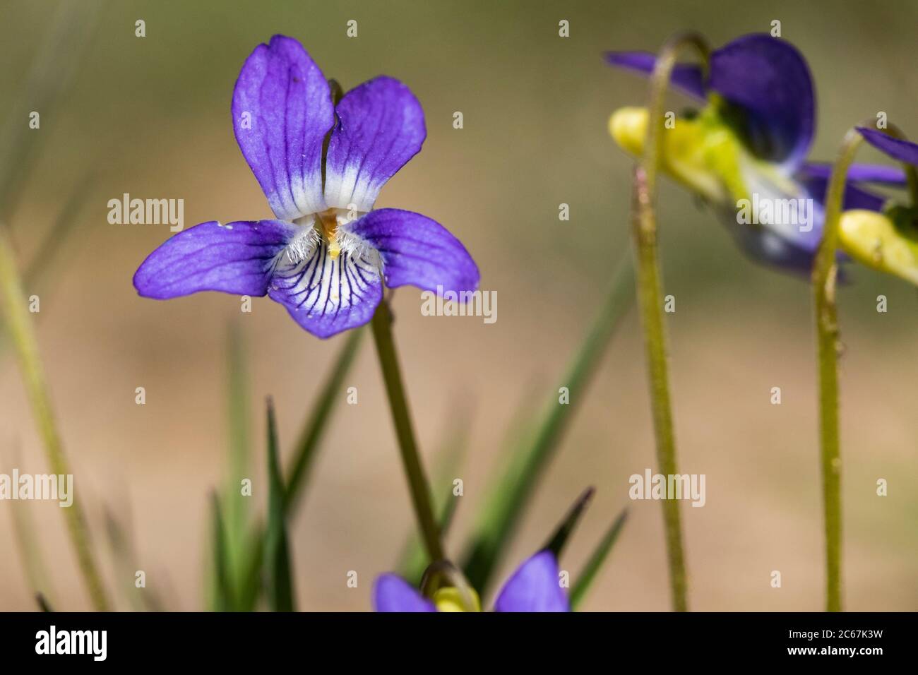 Heath Dog-violet, Viola canina Stock Photo - Alamy