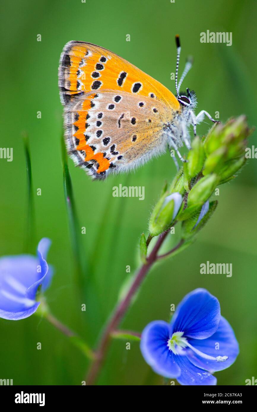 Lycaena helle lycaena helle hi-res stock photography and images - Alamy
