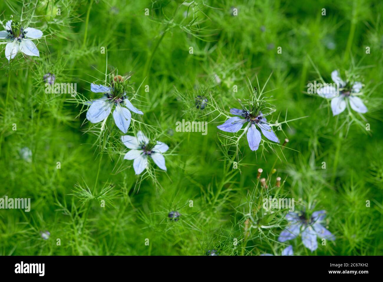 Blue spiky flowers hi-res stock photography and images - Alamy