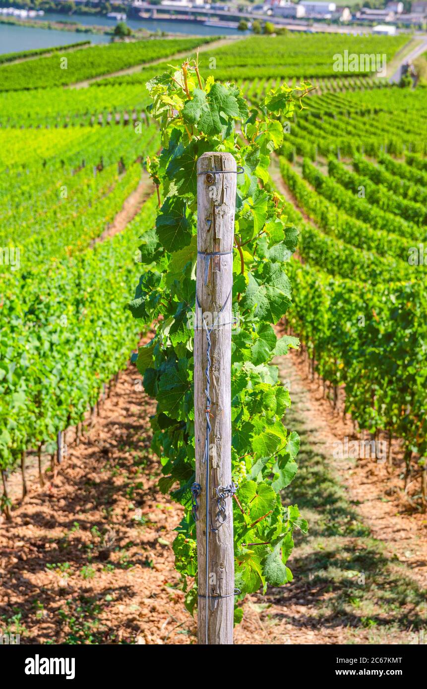 Grapevine wooden pole and rows of vineyards green fields landscape with ...