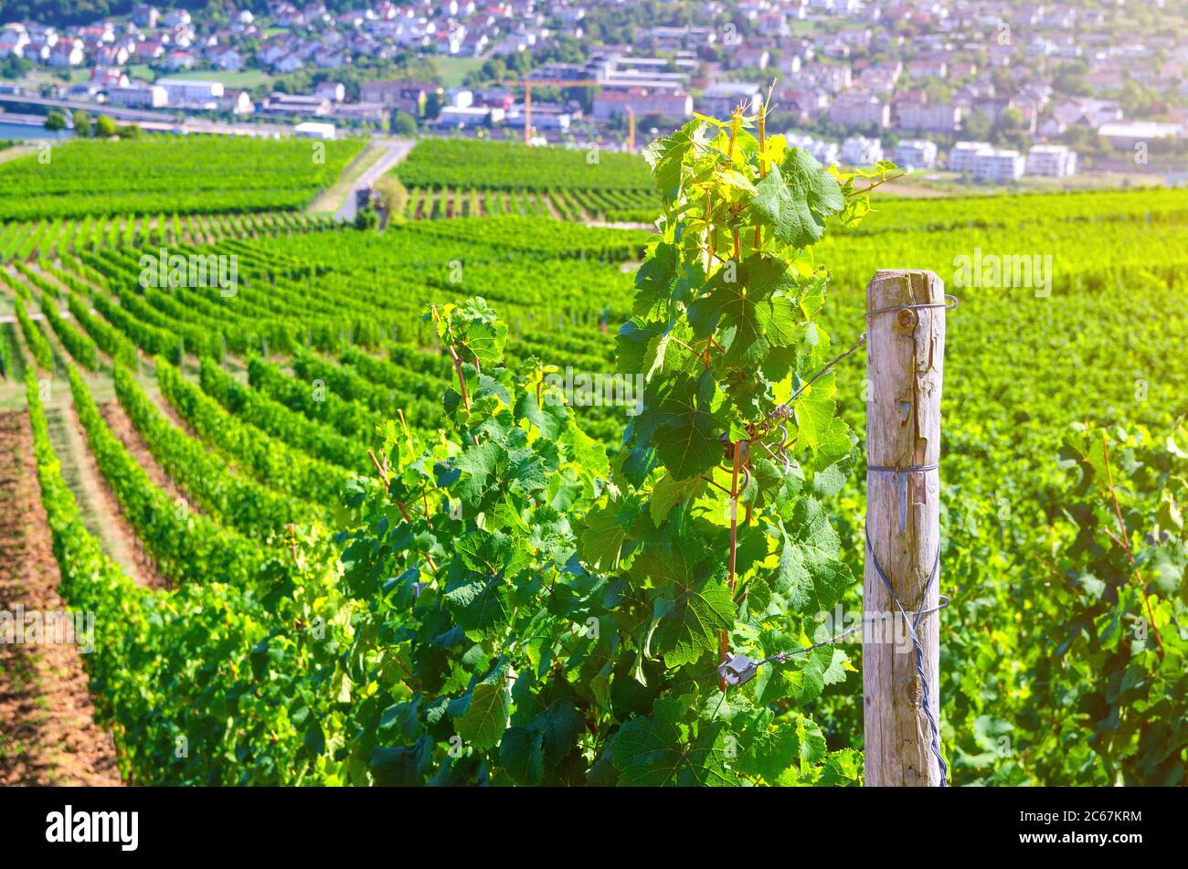 Grapevine Trellis High Resolution Stock Photography and Images - Alamy