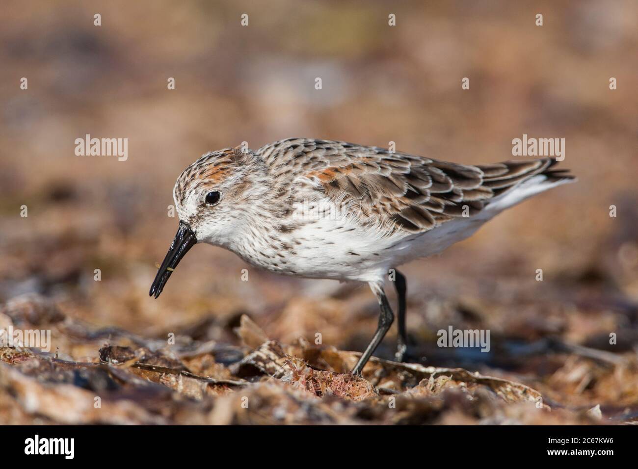 Adult Western Sandpiper Stock Photo - Alamy