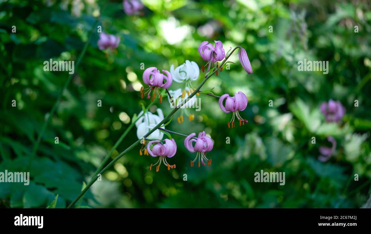 White purple lily hi-res stock photography and images - Alamy