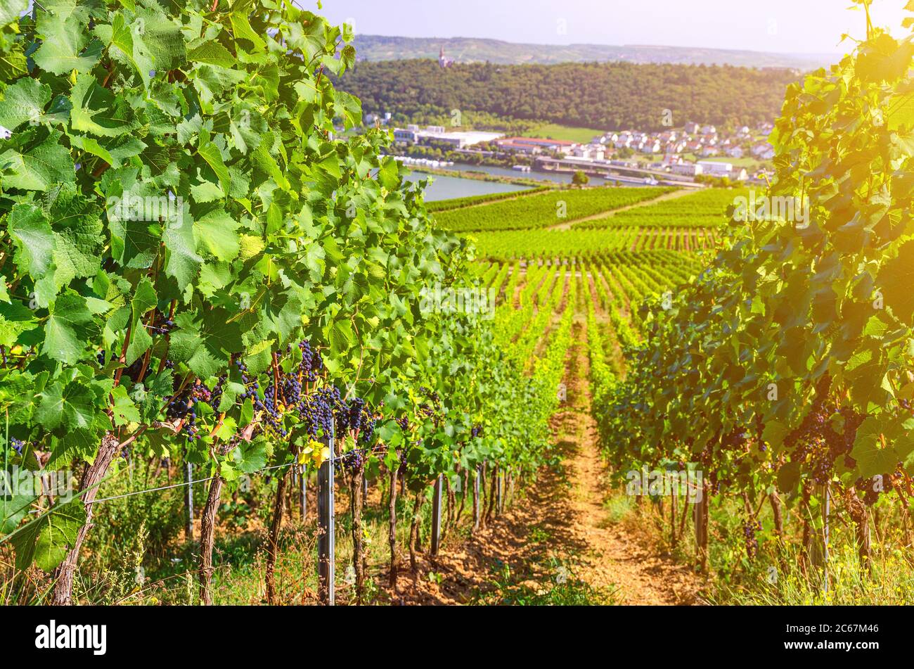 Grapevine rows in vineyards green fields landscape with grape trellis ...