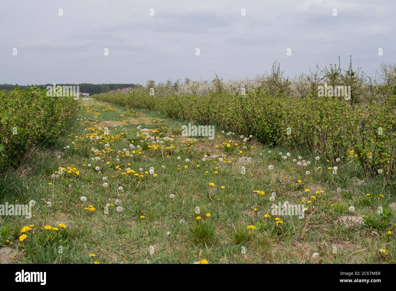 landscape with currant plants growing in a row Stock Photo - Alamy