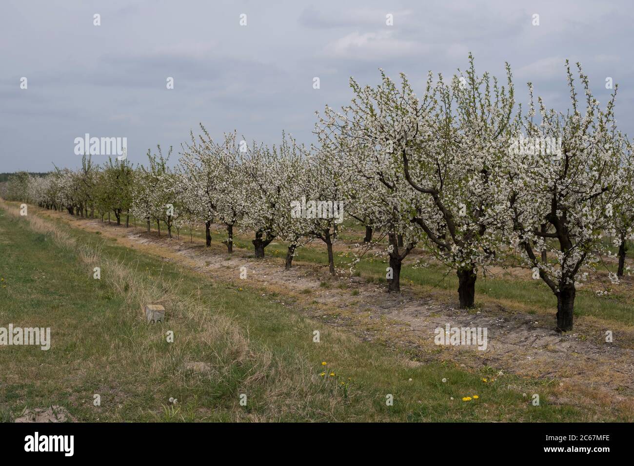 apple orchard during early spring with row of trees covered with buds ...