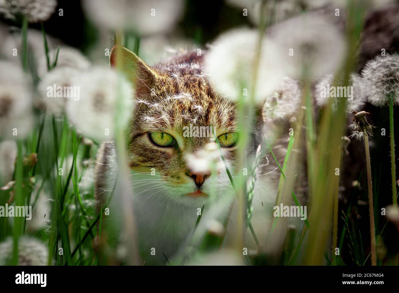 Cat dandelion hi-res stock photography and images - Alamy