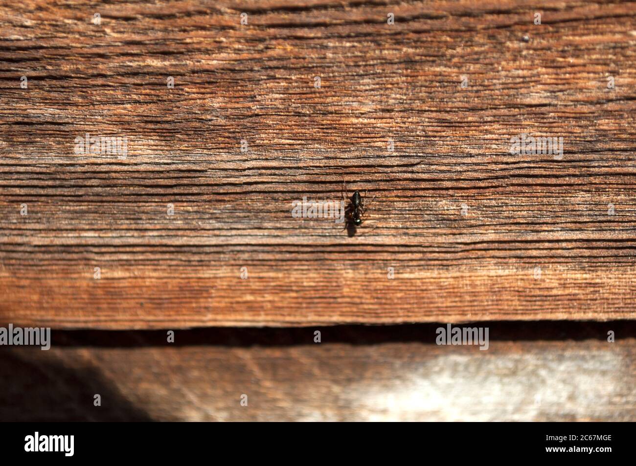 Ant texture hi-res stock photography and images - Alamy