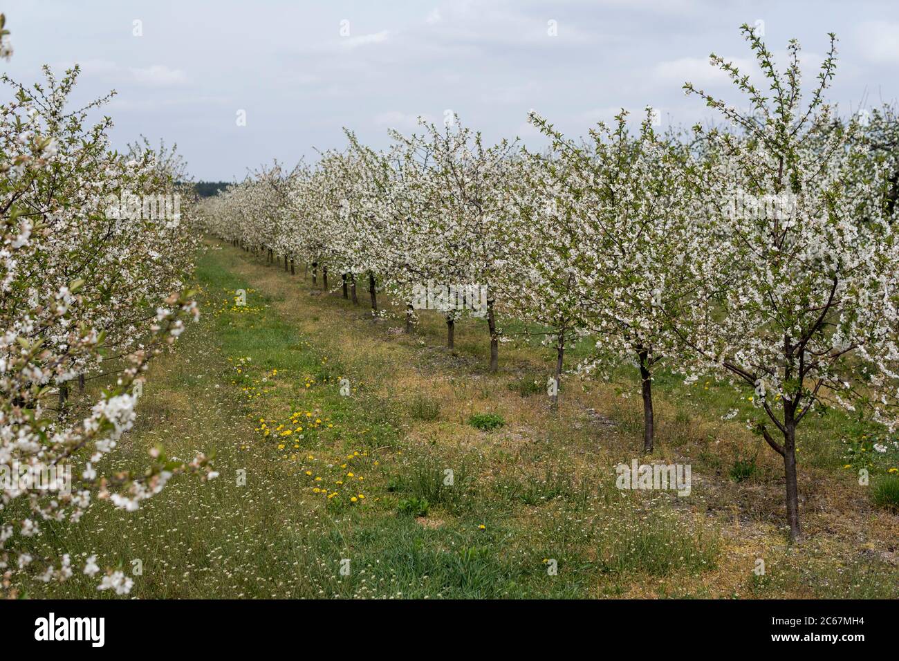 apple orchard during early spring with row of trees covered with buds ...