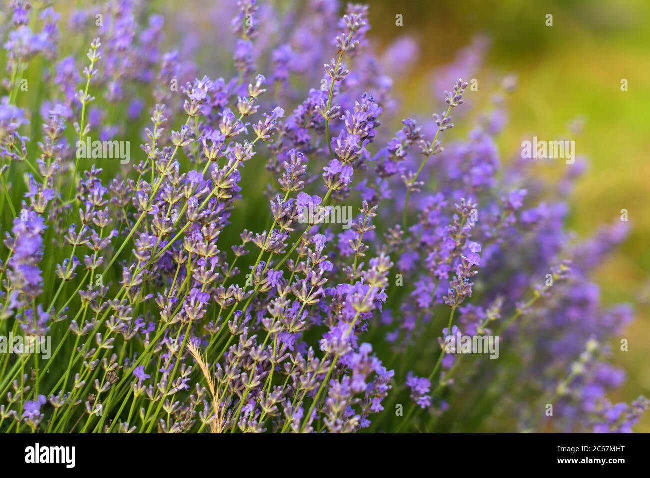 Lavender flowers, soft focus. Field of lavender, Lavandula angustifolia ...