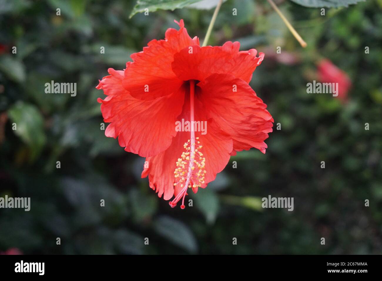 Red Hibiscus Flower Stock Photo - Alamy