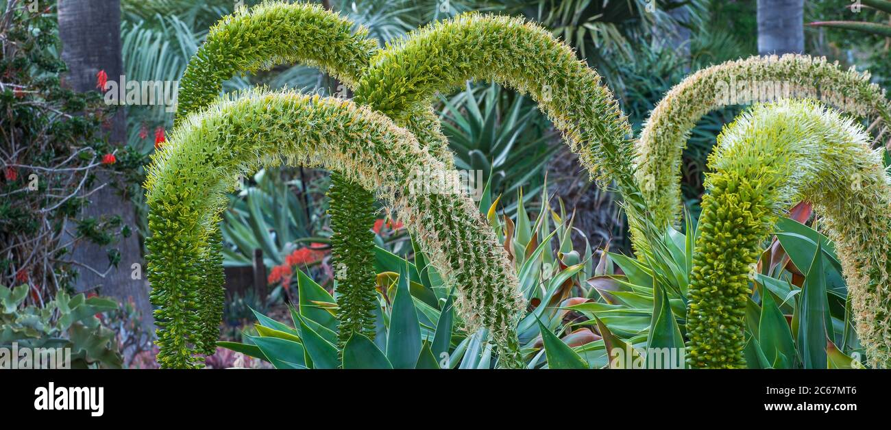 Agave attenuata (Fox Tail Agave), flowering succulent, Leaning Pine ...