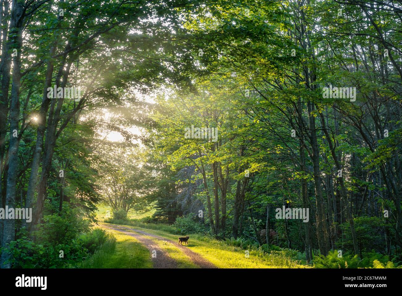 A sunlit stretch of the Confederation Trail in rural Prince Edward ...