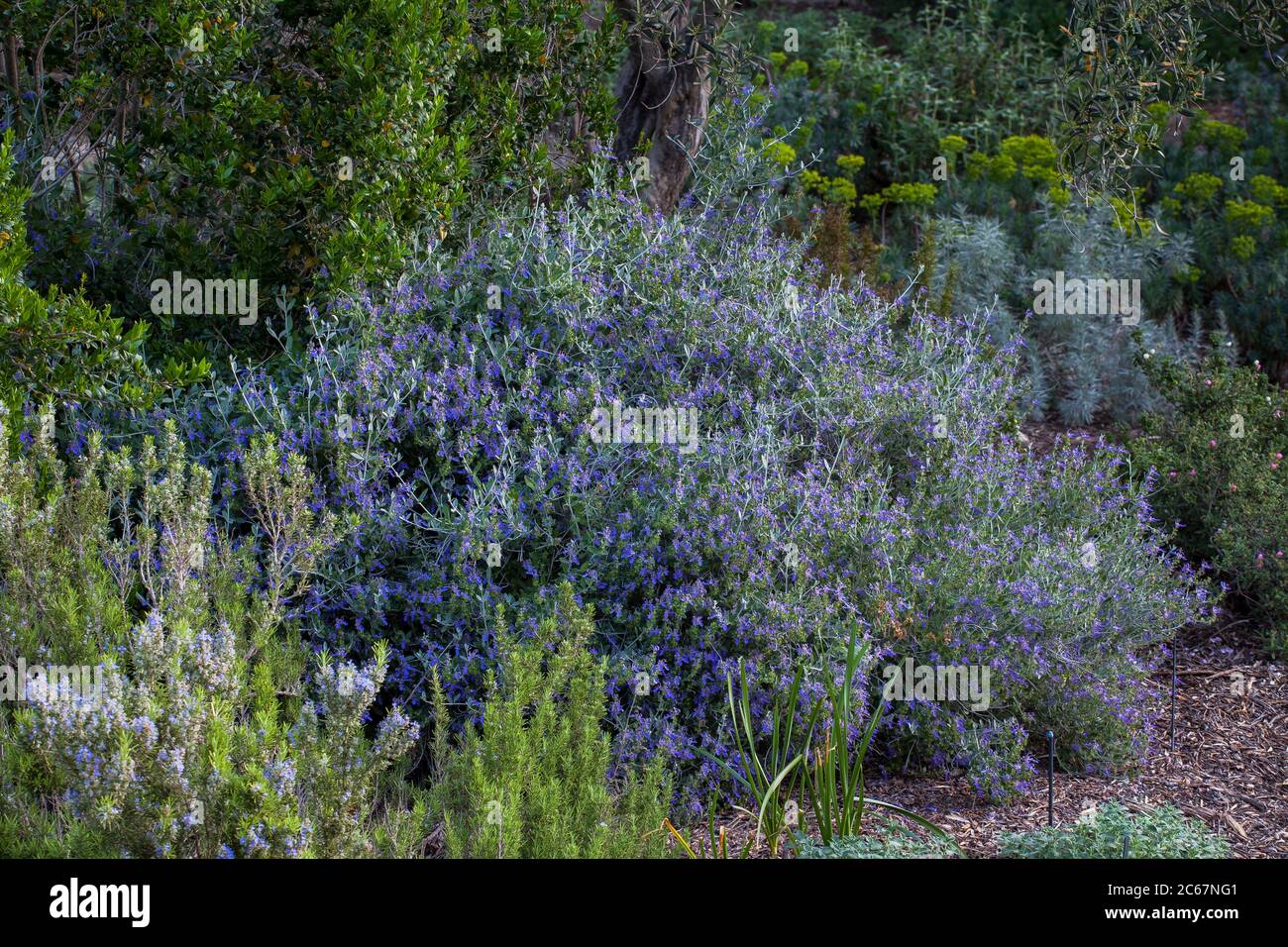 Teucrium fruticans 'Azureum', Silver Bush Germander in Leaning Pine ...