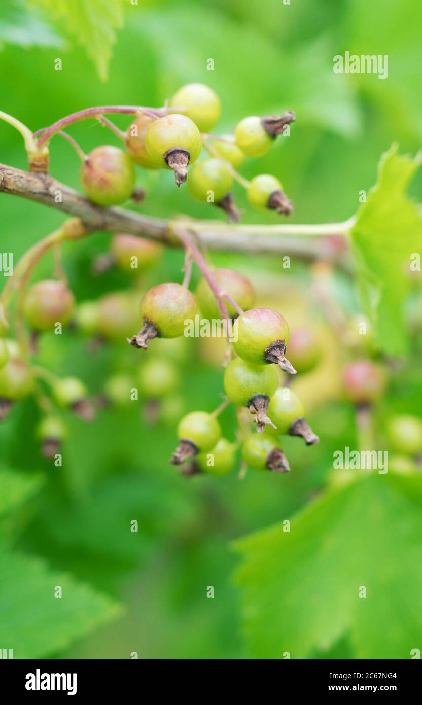 Immature green currants hi-res stock photography and images - Alamy