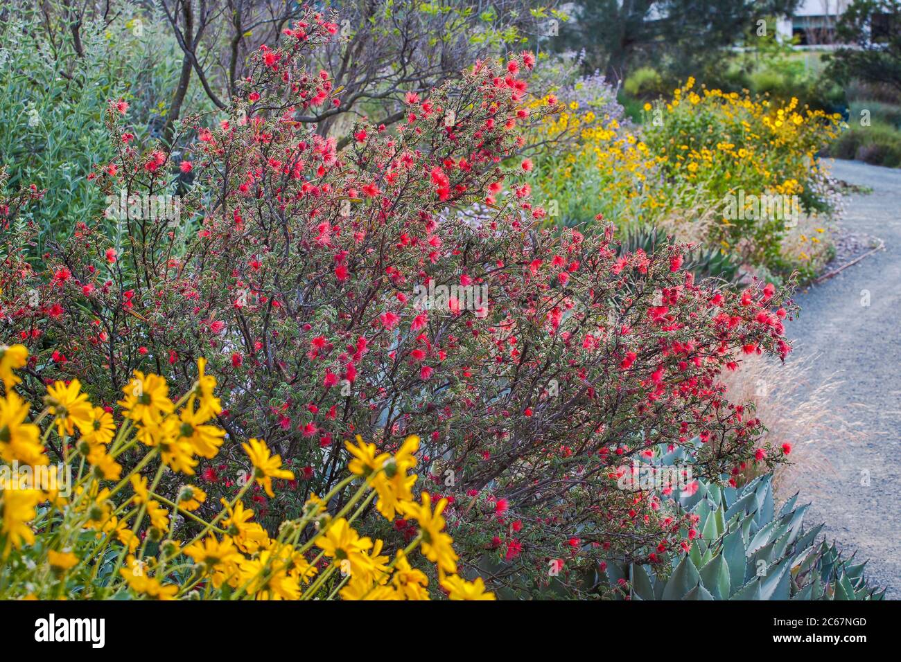 Calliandra californica - Zapotillo or Baja Fairy Duster California ...