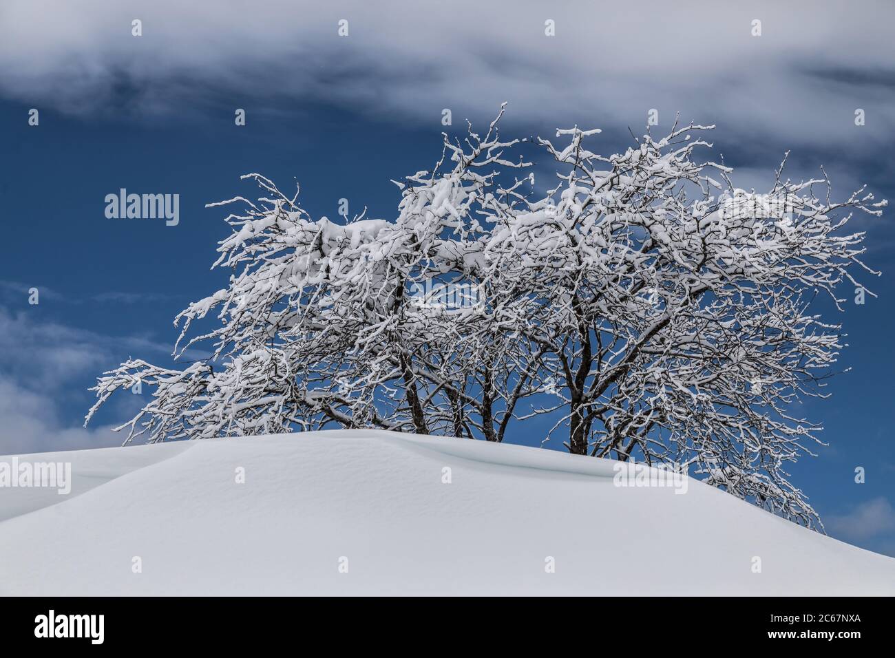 winter landscape with snowy tree on a hill Stock Photo - Alamy