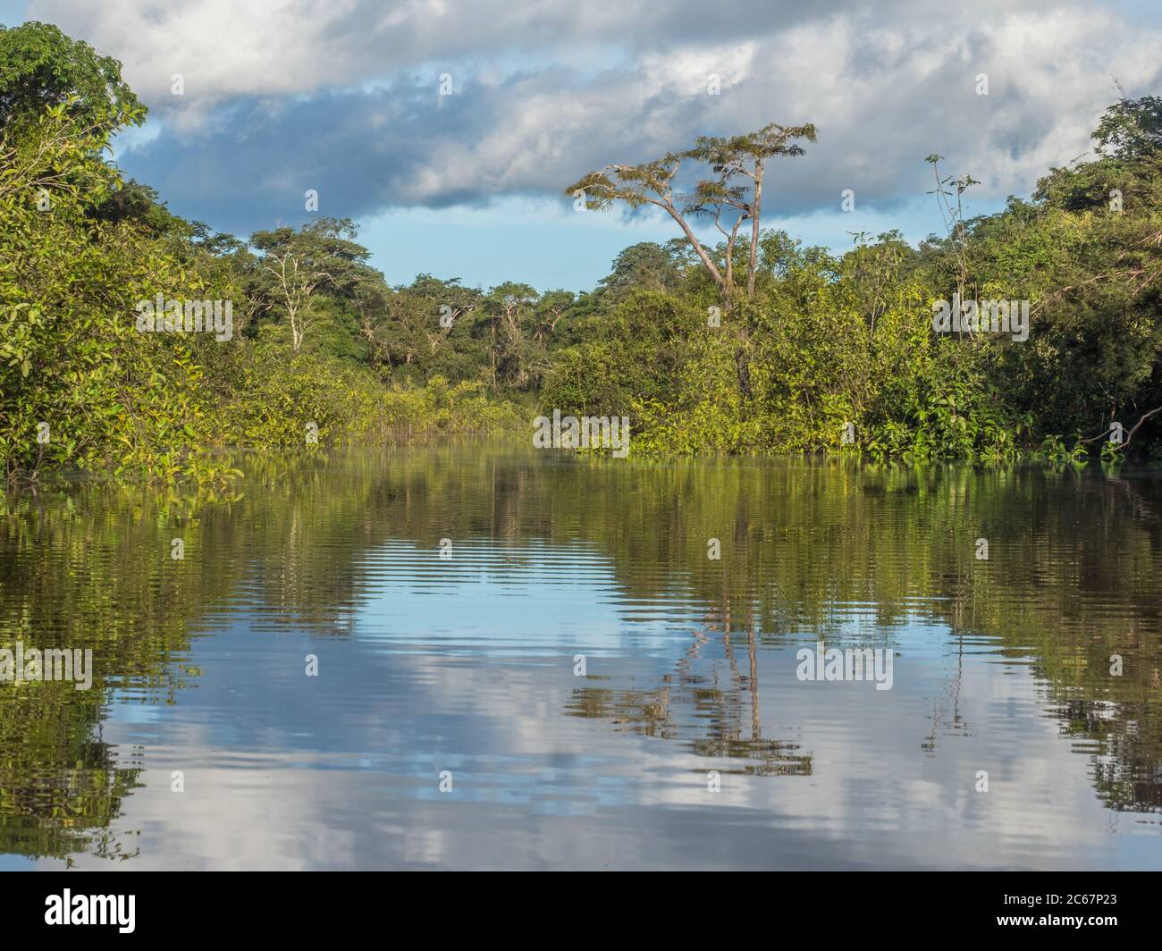 View of Coati Lagoon near the Javari River, the tributary of the Amazon ...