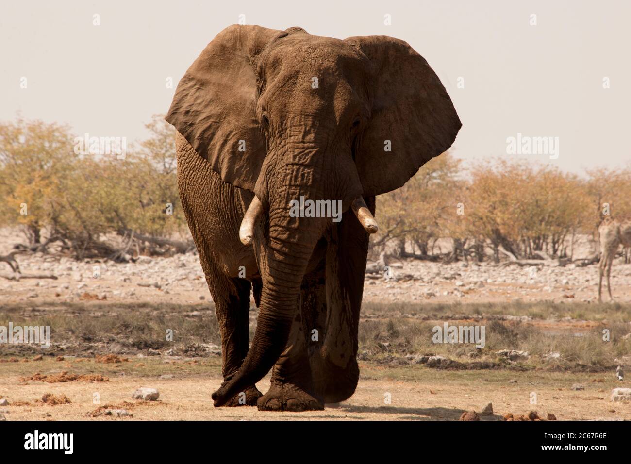Elephant with white teeth hi-res stock photography and images - Alamy
