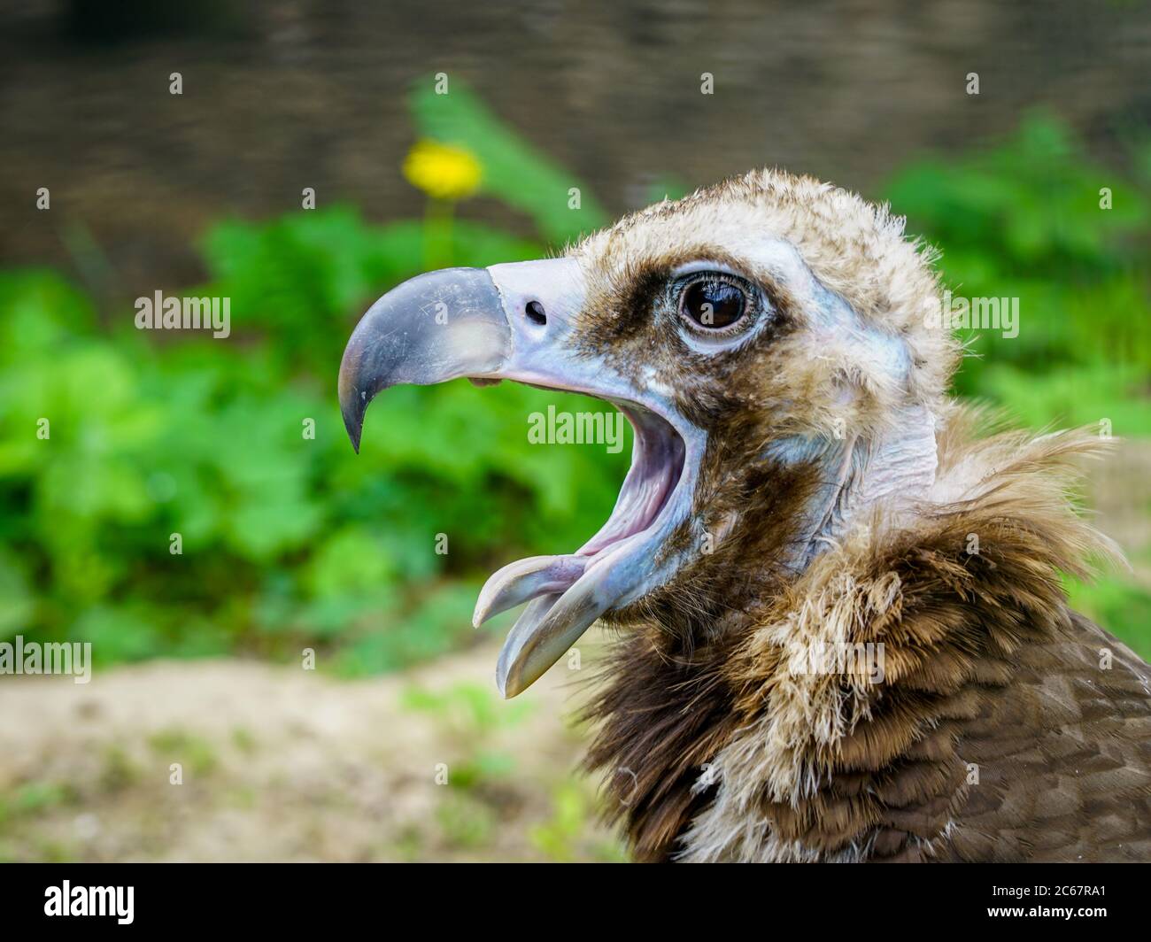 profile portrait of a cinereous vulture with the open beak and the ...