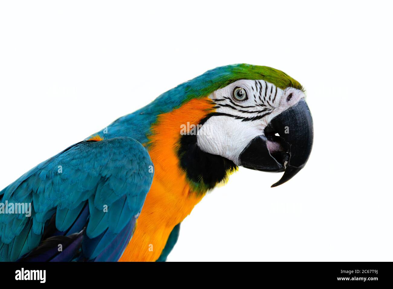 Beautiful blue and gold (orange) Macaw - Parrot's head in isolated ...