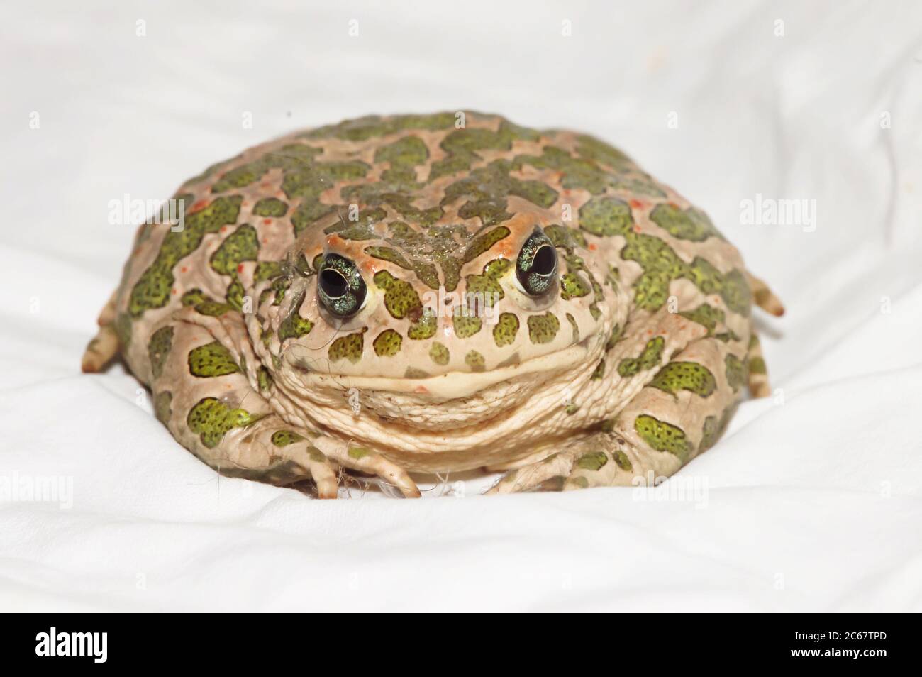 Big Ugly Frog Common European Toad Bufo Stock Photo - Alamy