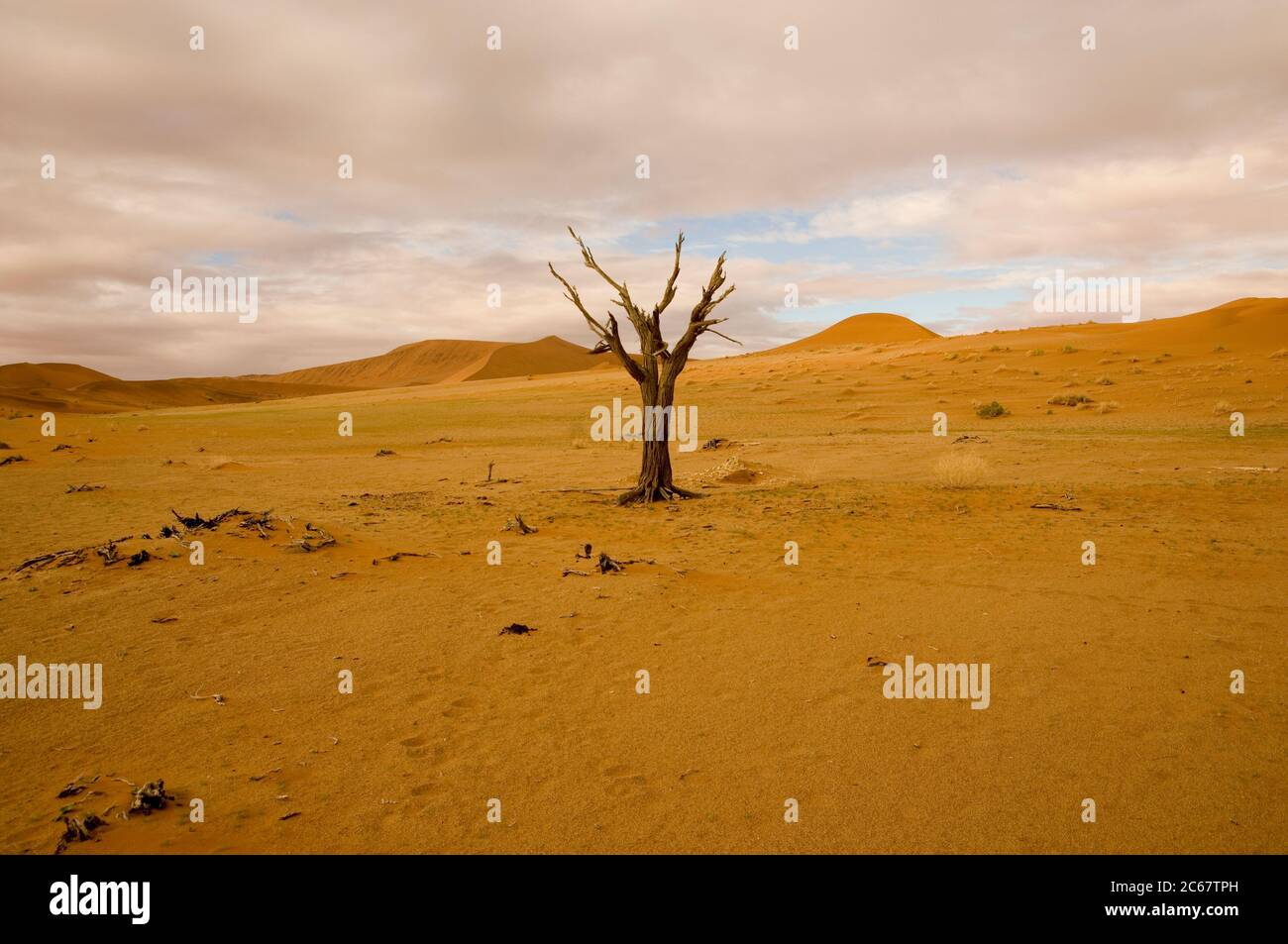 dry landscape in namibian desert Stock Photo - Alamy
