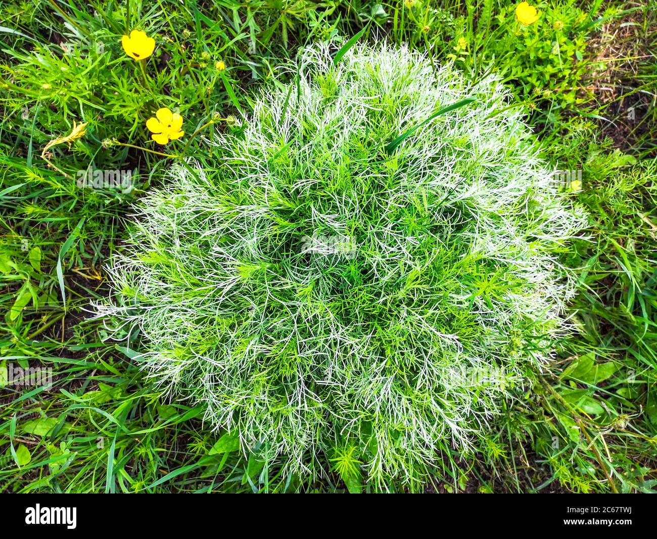 Round-shaped spring adonis vernalis bush with green and white thin ...