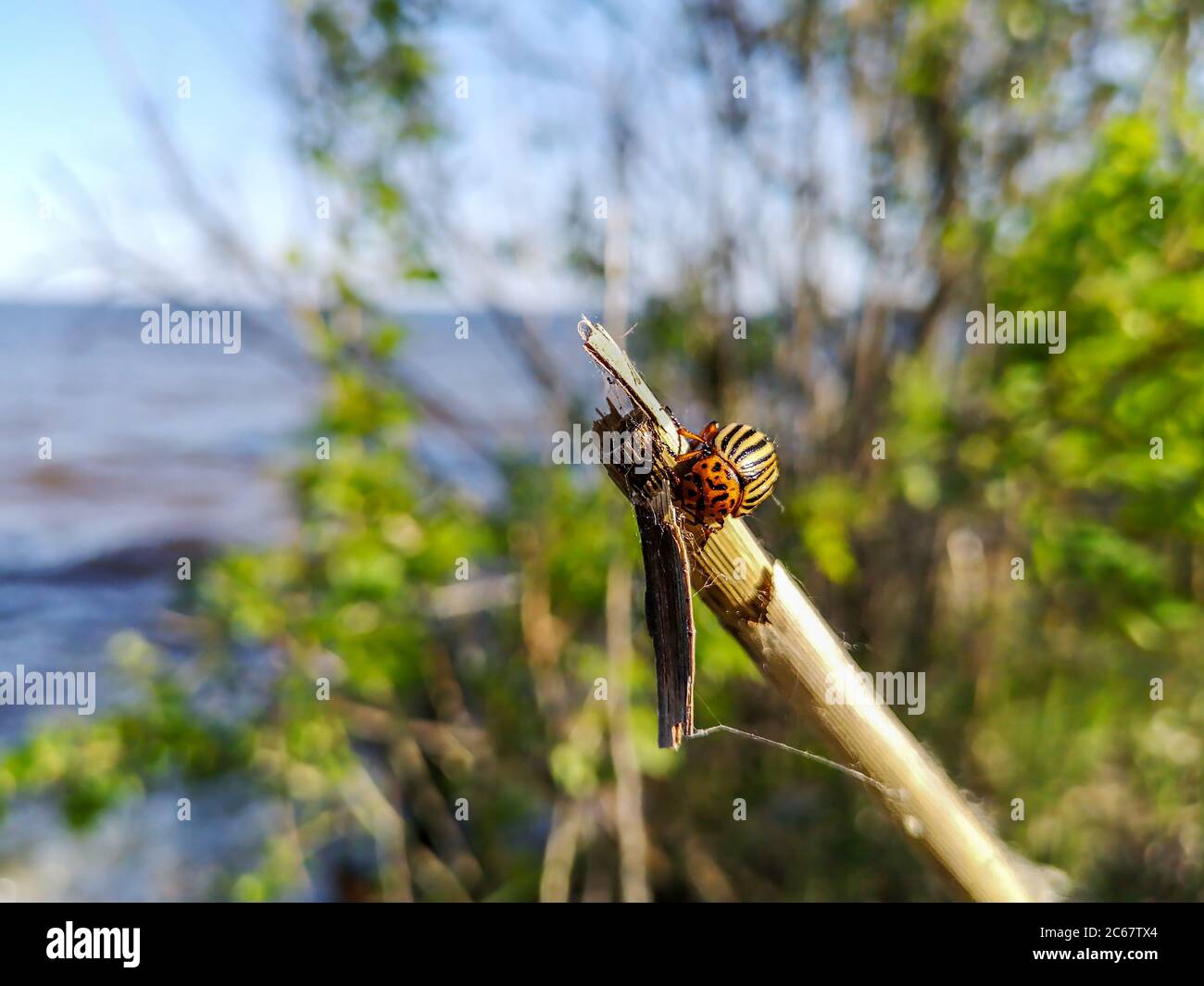 Potato bug hi-res stock photography and images - Alamy