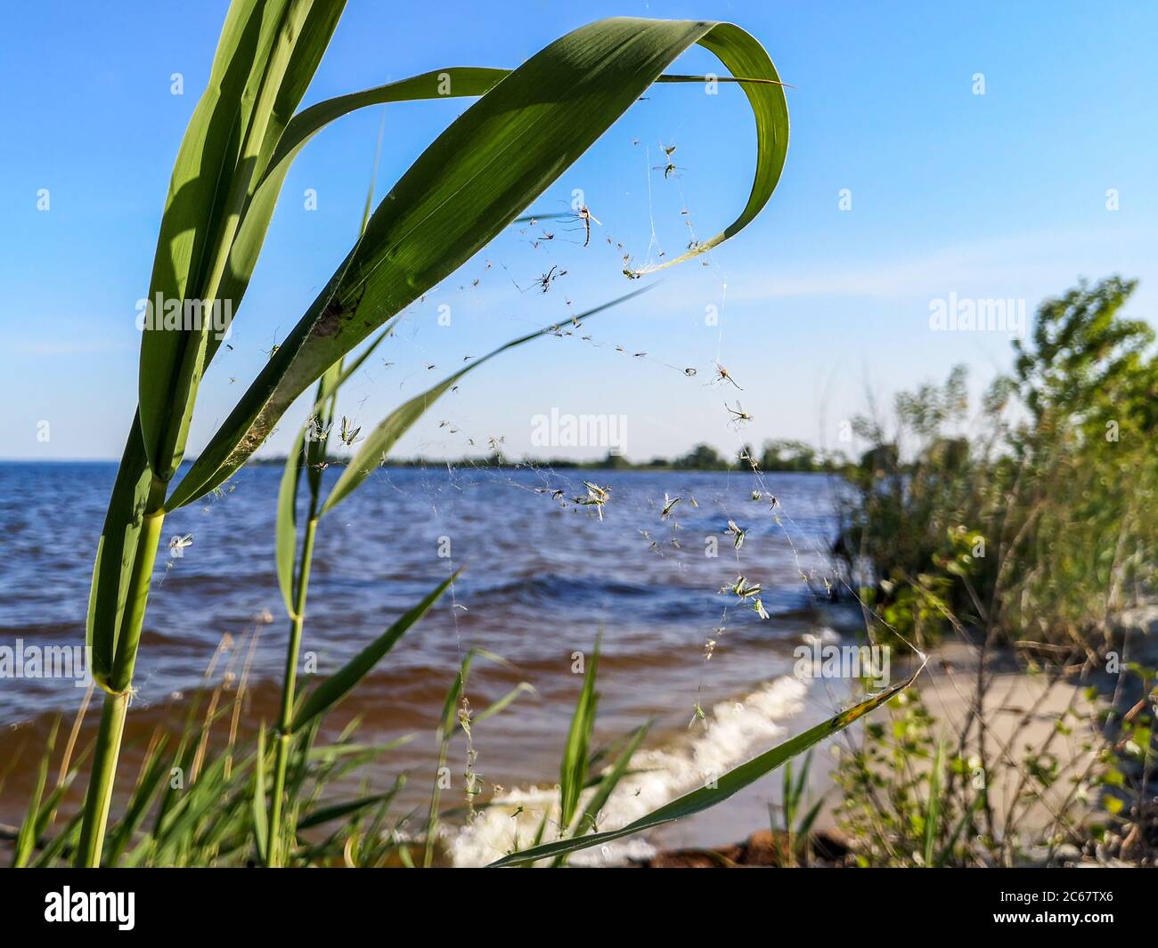 Spider waves hi-res stock photography and images - Alamy