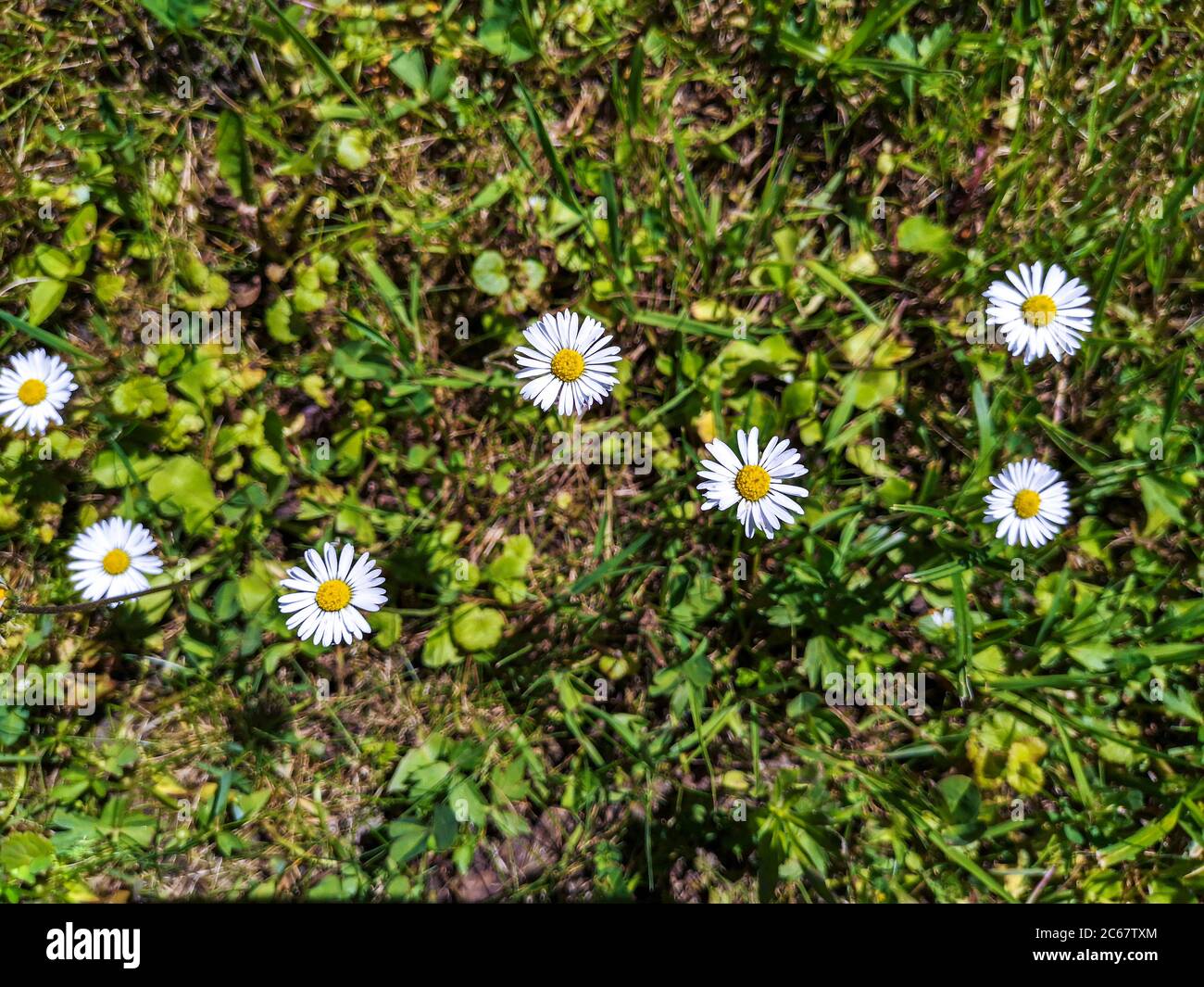 Cute small wild camomile matricaria flowers growing in a line on a ...