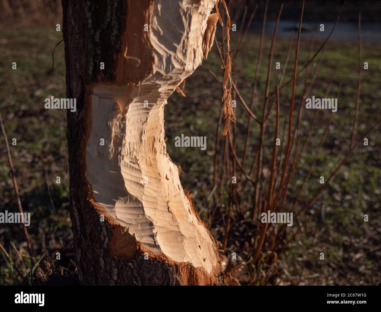 Beaver tracks hi-res stock photography and images - Alamy