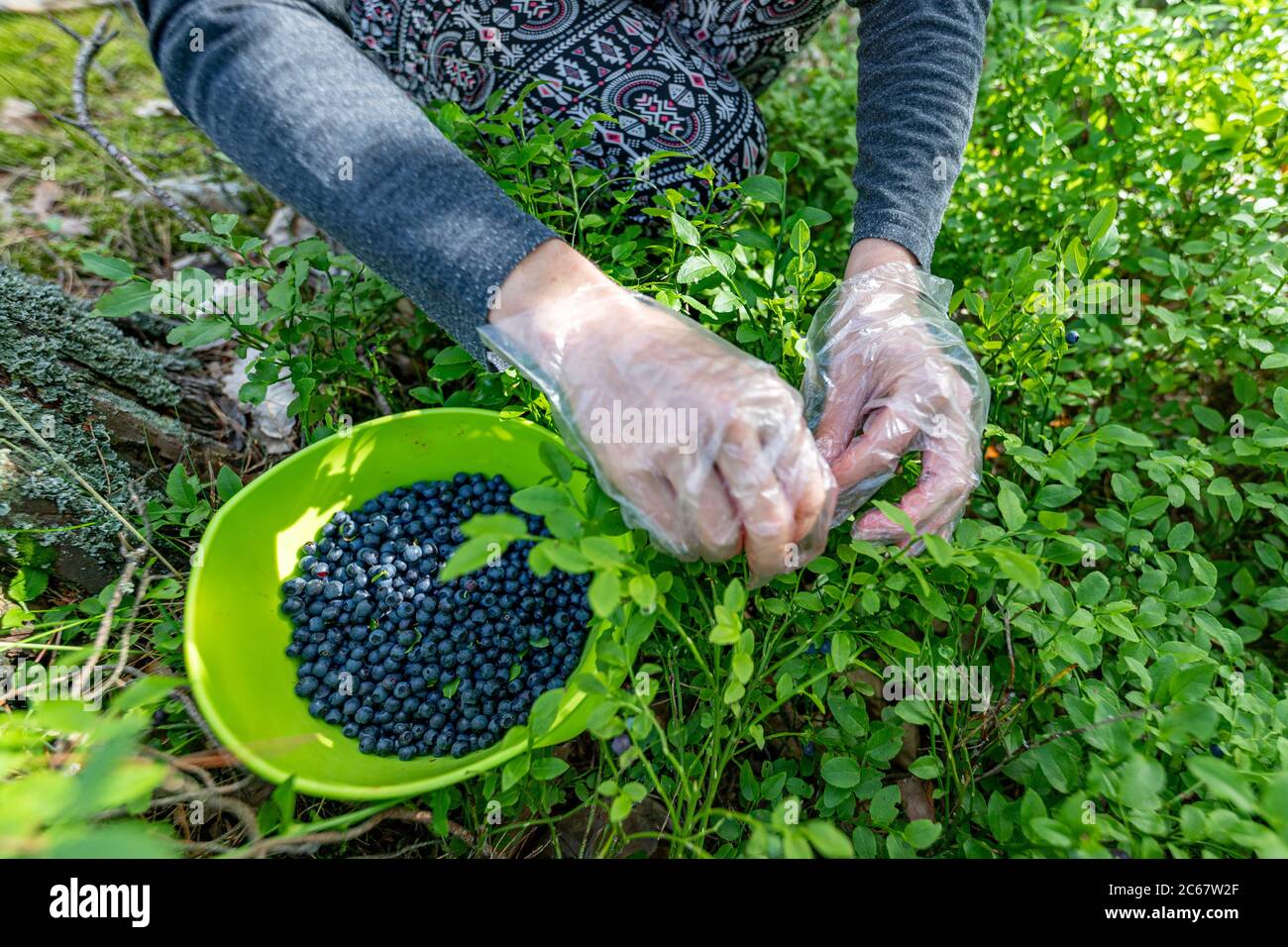 Collecting forest berries in the forest. Harvesting fruit in the forest ...
