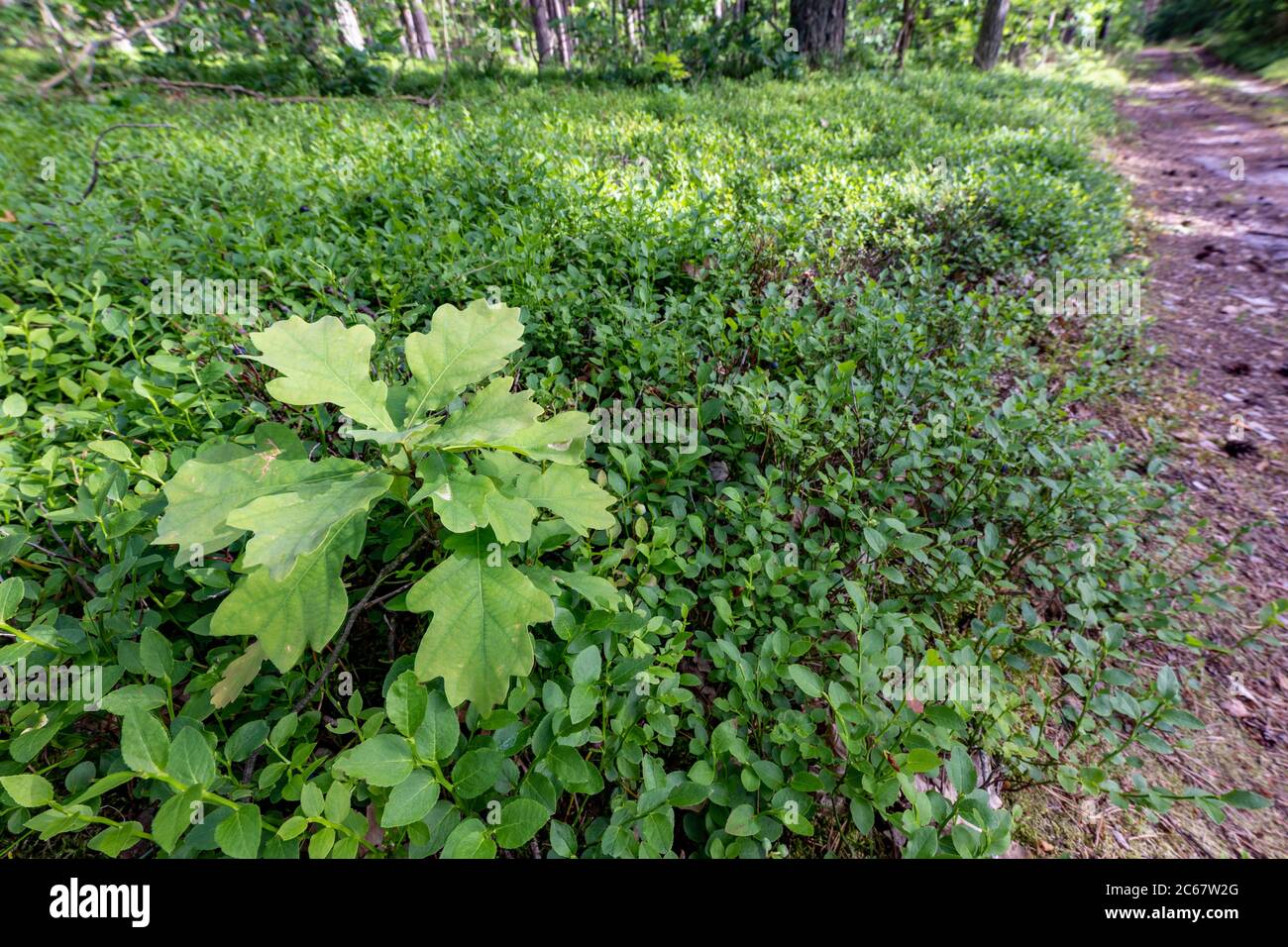 Small oak bush in a coniferous forest. Small deciduous tree growing in ...